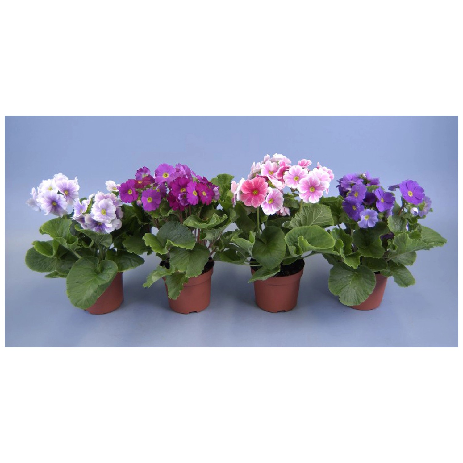 Becherprimel Touch Me Farbenauswahl Primula obconica Topf Ø 9 cm / 1 ...