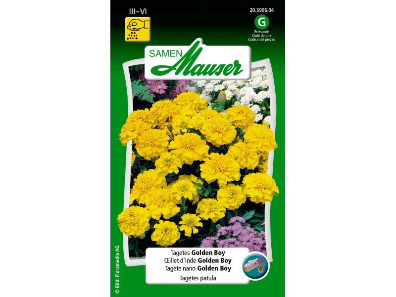 Tagetes Golden Boy / Tagetes patula kaufen bei OBI