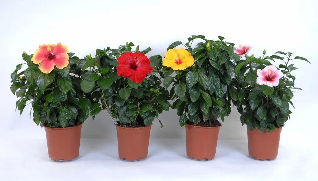 Hibiscus Rosa Sinensis Long Life Pot Ø 18 cm