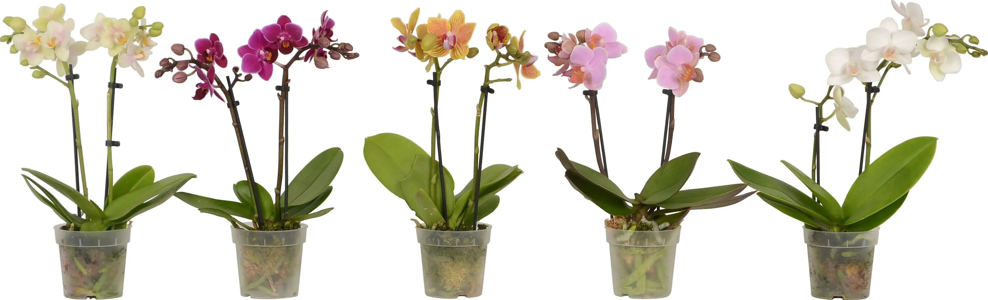 Mini-Schmetterlingsorchidee Phalaenopsis 2-Trieber Topf Ø ca. 7 cm / 1 ...