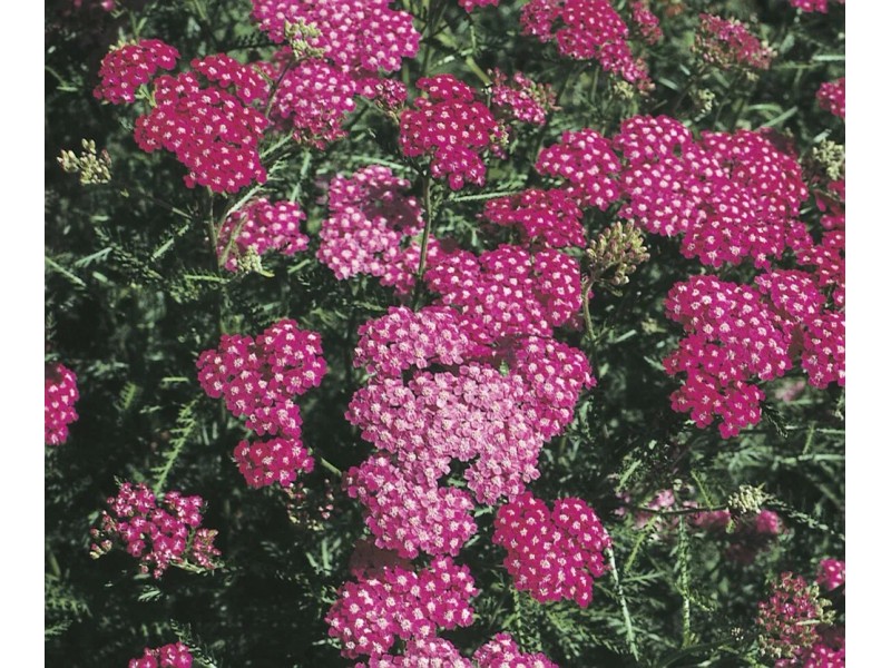 Schafgarbe Achillea Millefolium Rot kaufen bei OBI