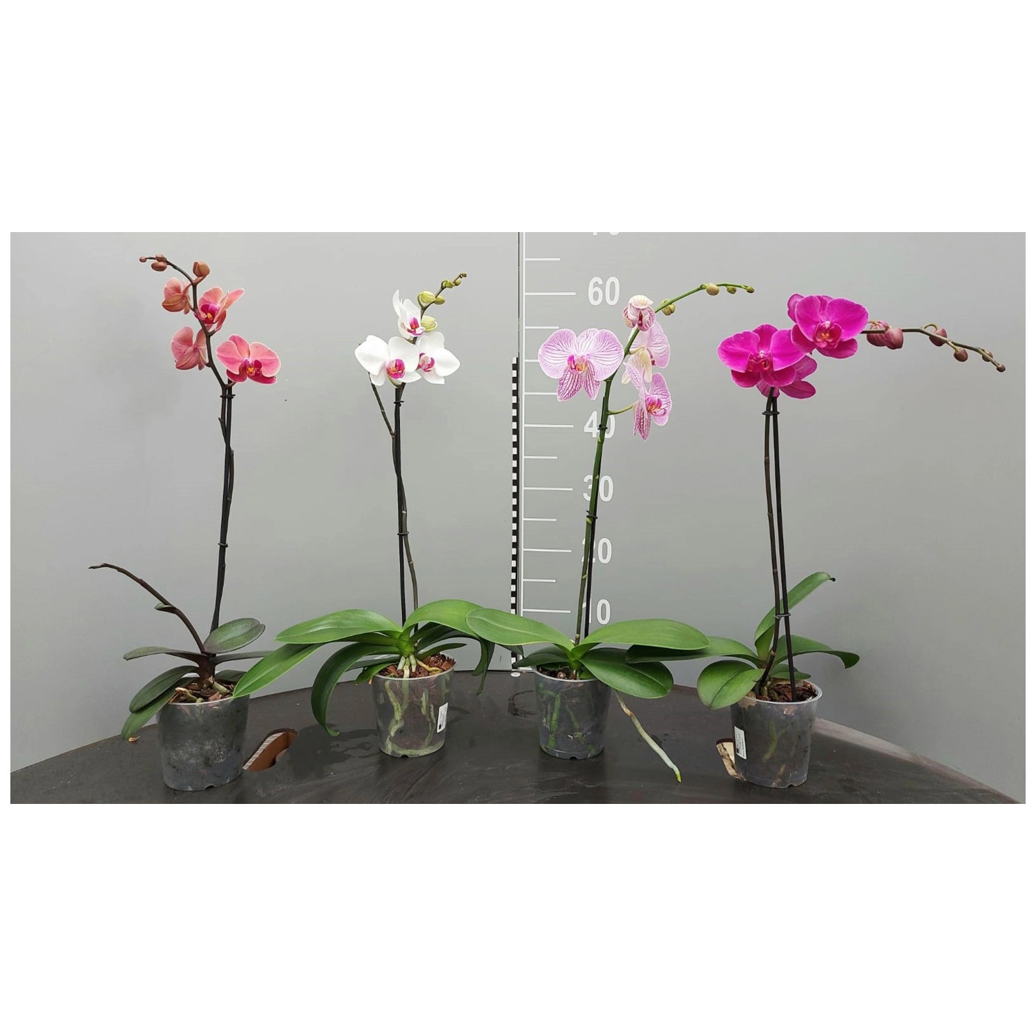 Orchidée papillon Phalaenopsis 1 tige en pot Ø 12 cm / 1 pc