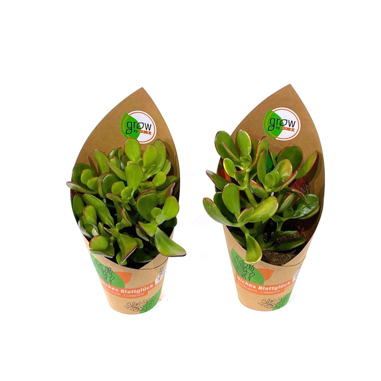 GROW by OBI Dickblatt Crassula 3-fach sortiert Topf Ø 12 cm kaufen bei OBI