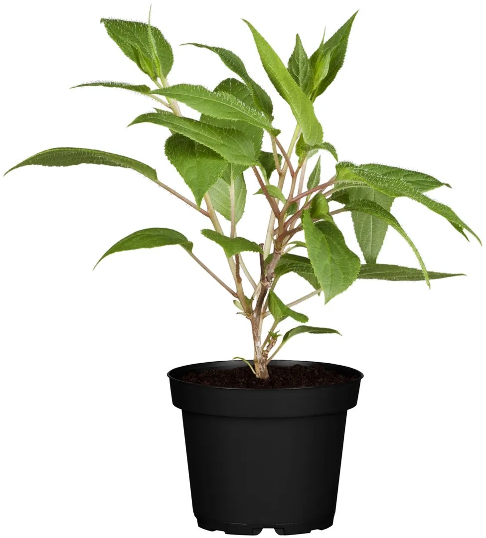 GROW by OBI Bio Weibliche Kiwi Super Jumbo Topf 3 l / Höhe 30 - 40 cm ...