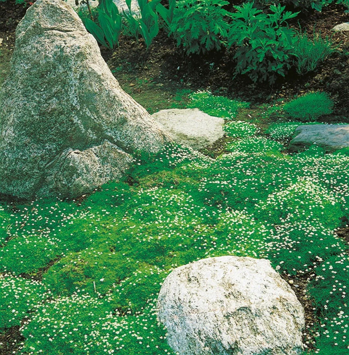 Sternmoos Weiss kaufen bei OBI