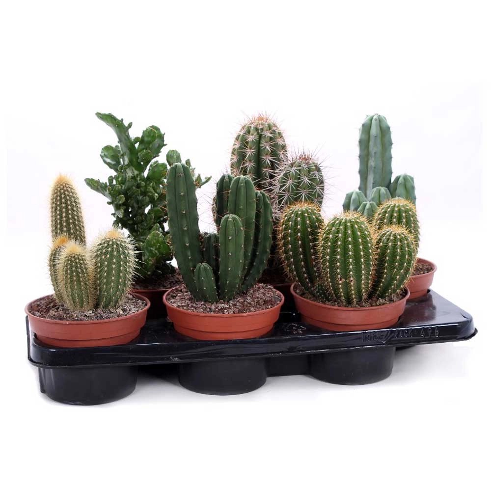 Mélange de cactus Différentes variétés Pot Ø 15 cm / 1 pc