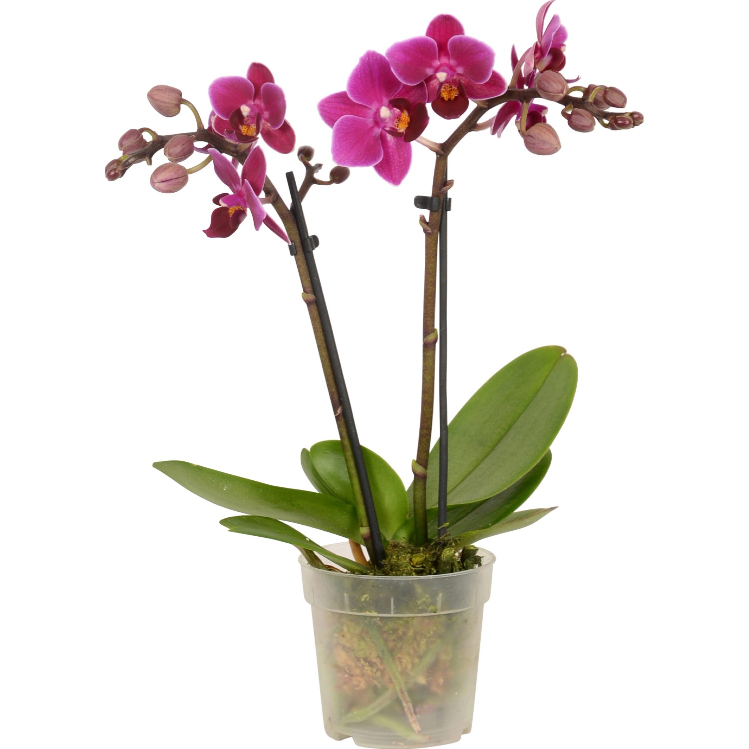Mini-Schmetterlingsorchidee Phalaenopsis 2-Trieber Topf Ø ca. 7 cm / 1 ...