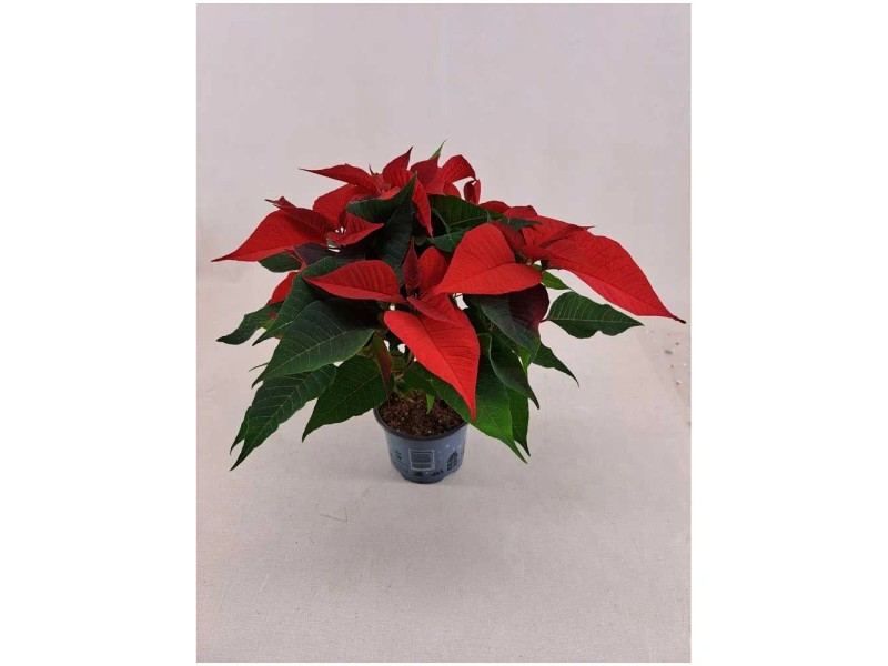 Weihnachtsstern Christmas Feeling Euphorbia pulcherrima Topf Ø 17 cm ...