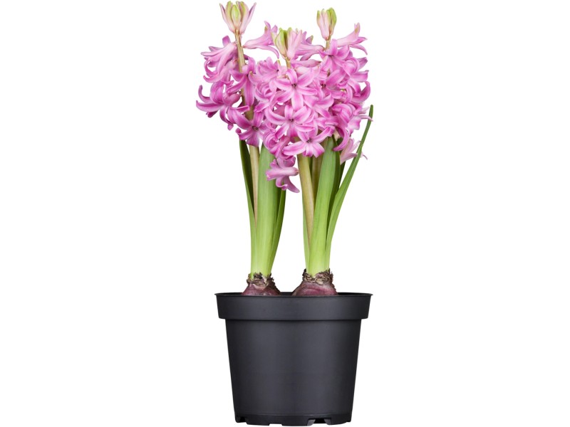 Hyazinthe Topf-Ø 12 cm Hyacinthus kaufen bei OBI