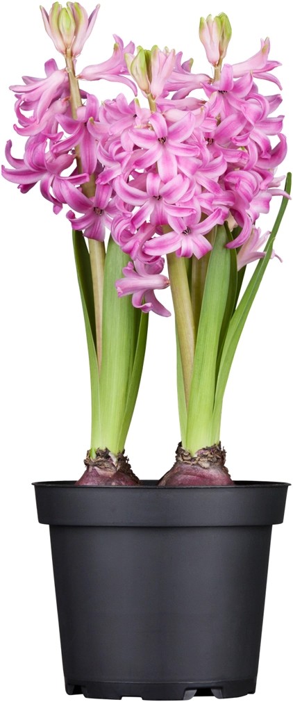 Hyazinthe Topf-Ø 12 cm Hyacinthus kaufen bei OBI