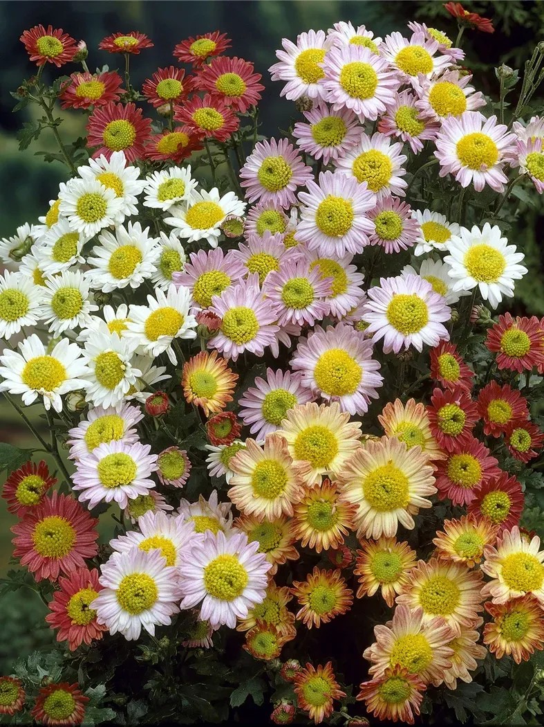 Herbst-Chrysantheme Mini Mums Chrysanthemum Topf Ø 13 cm kaufen bei OBI