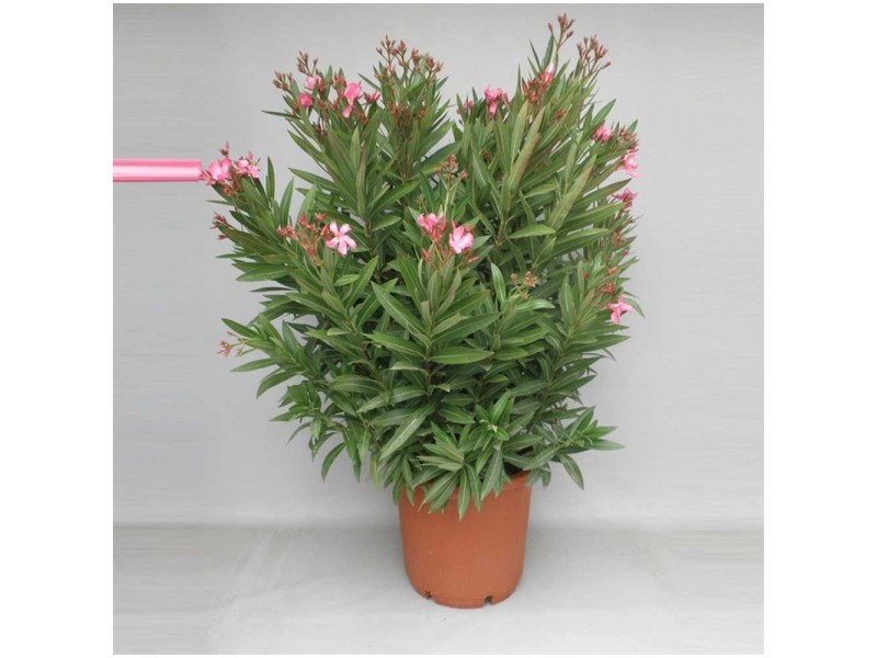 Nerium Oleander Busch Höhe 130 cm kaufen bei OBI