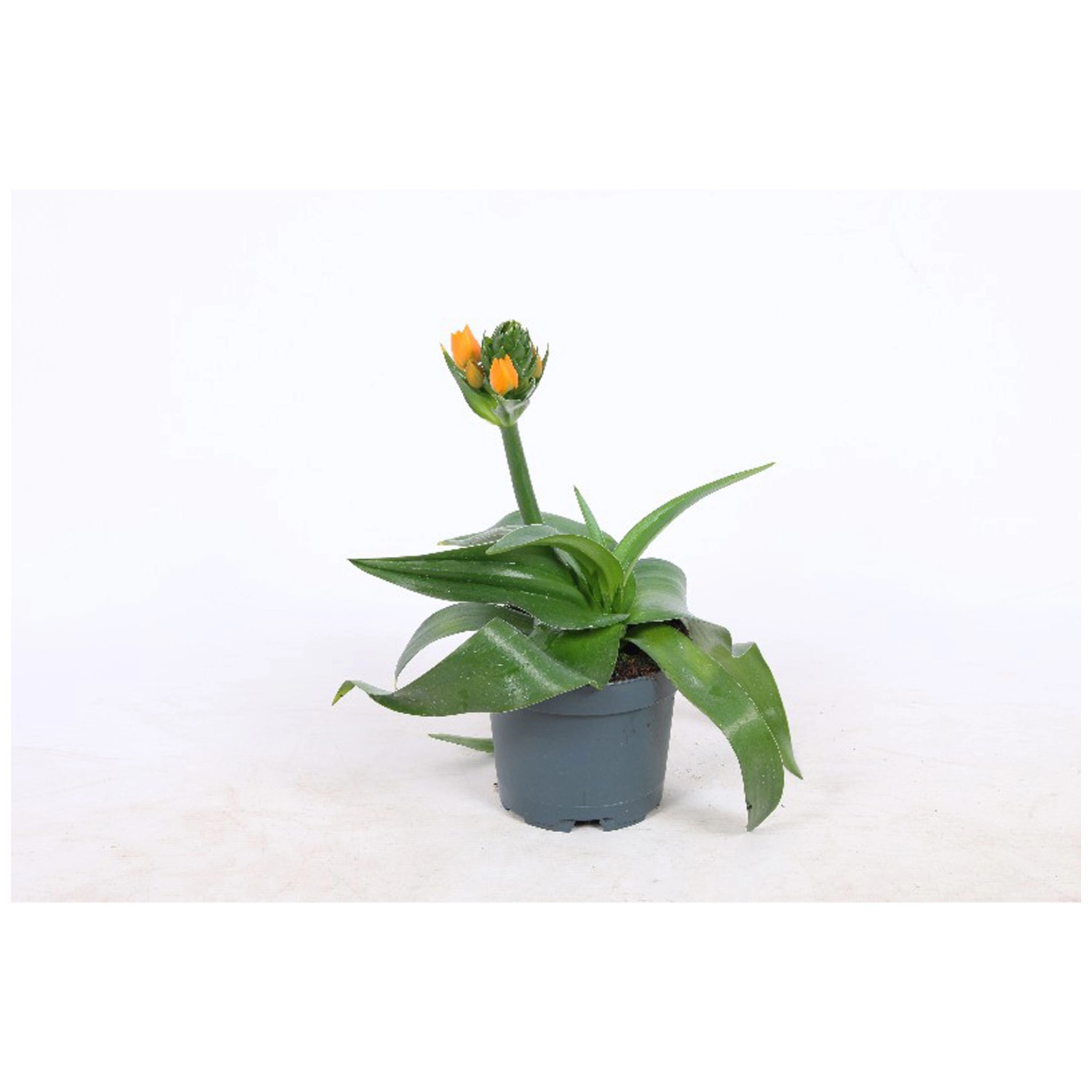 Ornithogalum Dubium Orange Topf Ø 10,5 cm kaufen bei OBI