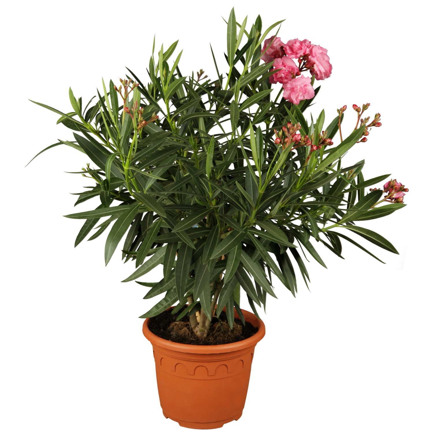 GROW by OBI Oleander Nerium Rosa Topf Ø 30 cm kaufen bei OBI