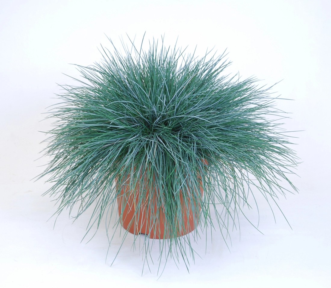 Fétuque bleue «Festuca Intense Blue» Pot Ø 23 cm