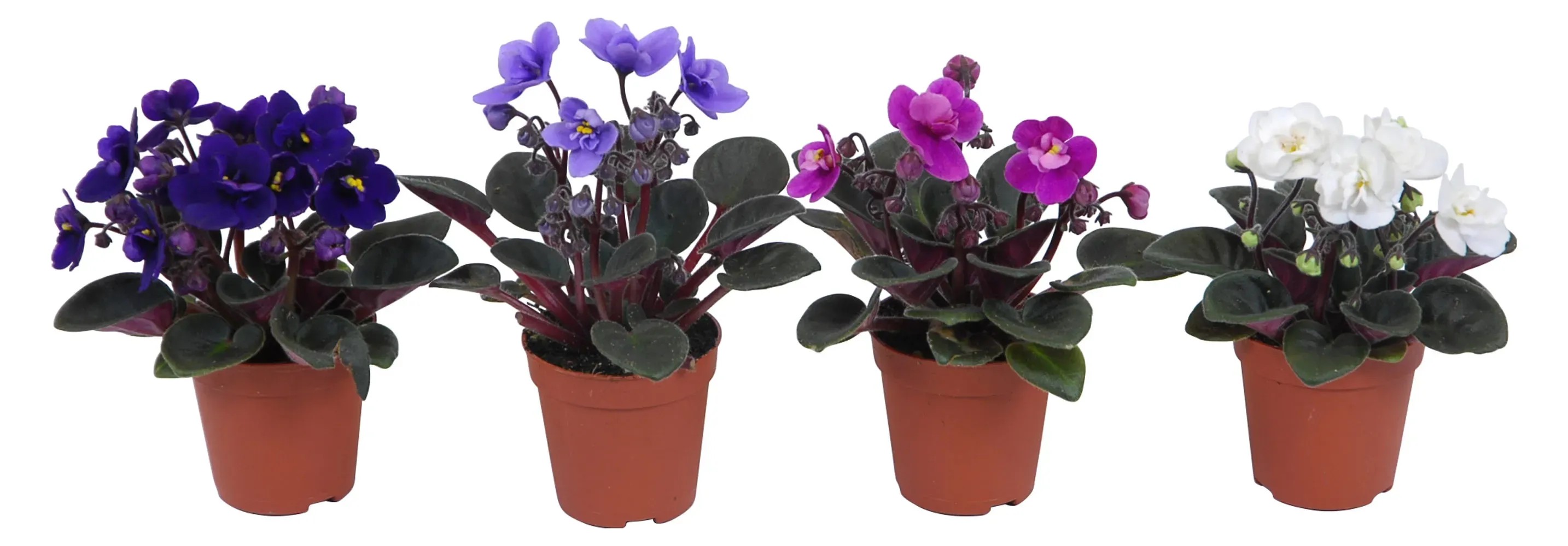 Violette africaine Mini Saintpaulia Différentes couleurs Pot Ø env. 6 ...