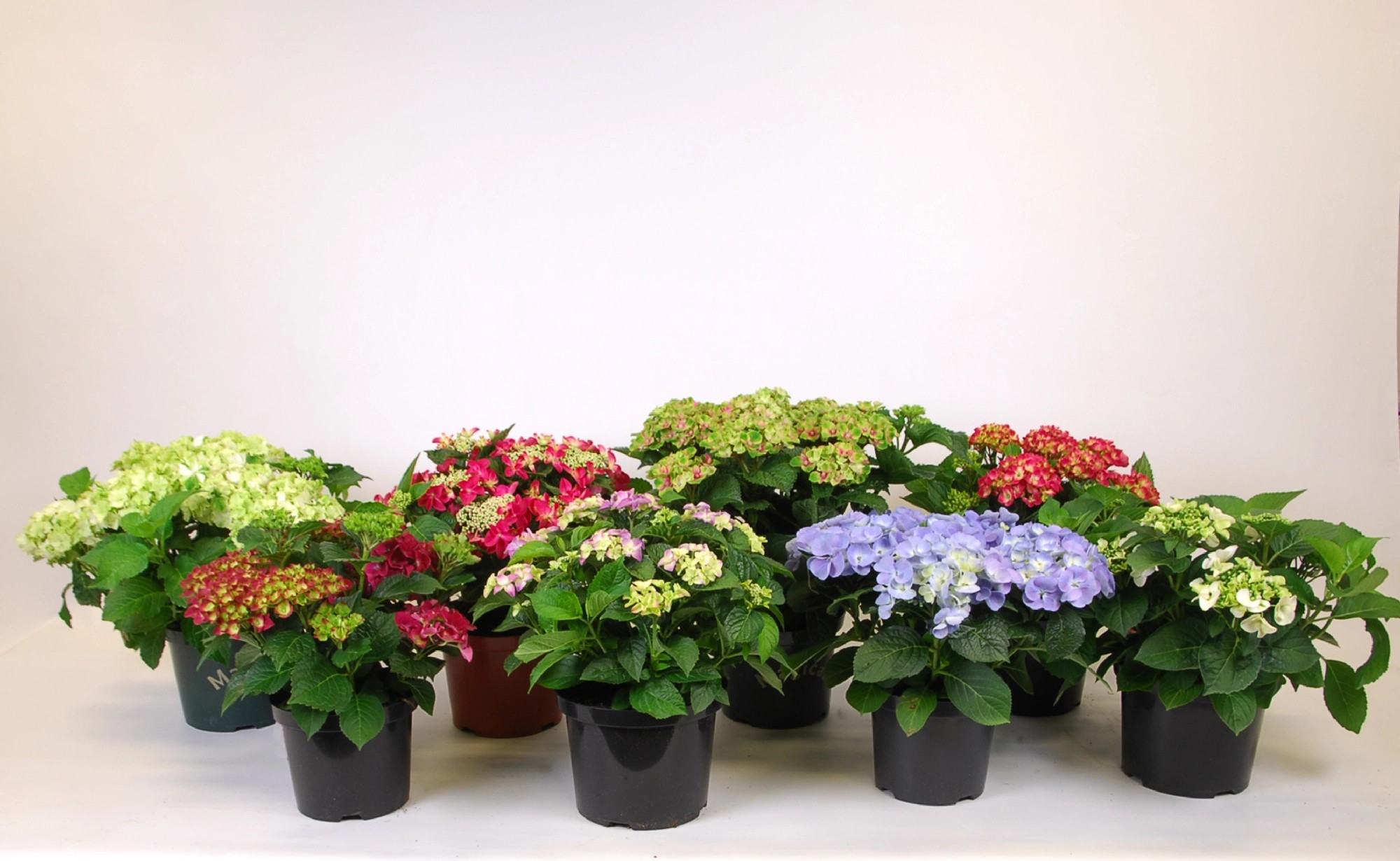 Mix Hydrangea Macrophylla Classic