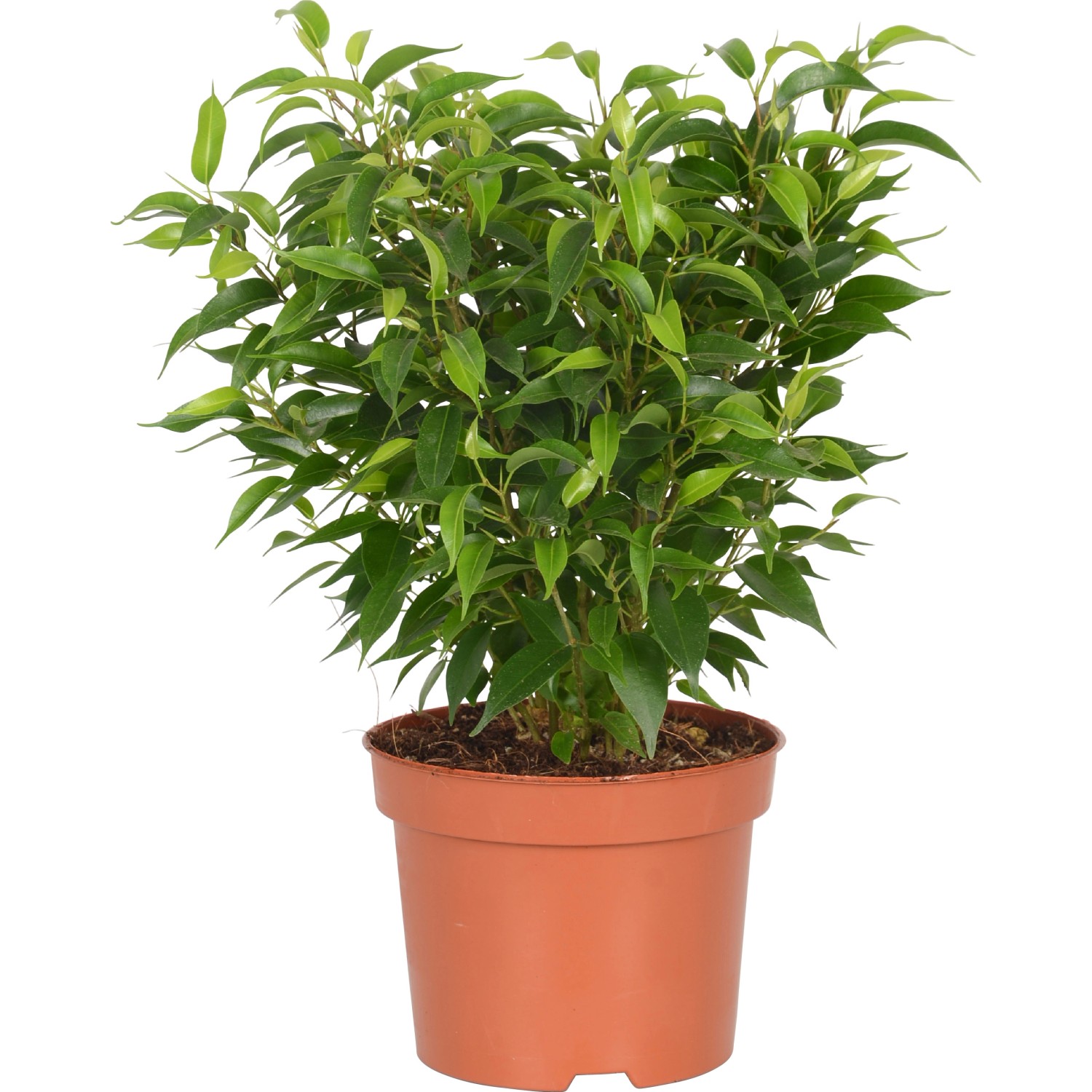 Birkenfeige Natasja Ficus benjamina Topf Ø ca. 12 cm kaufen bei OBI