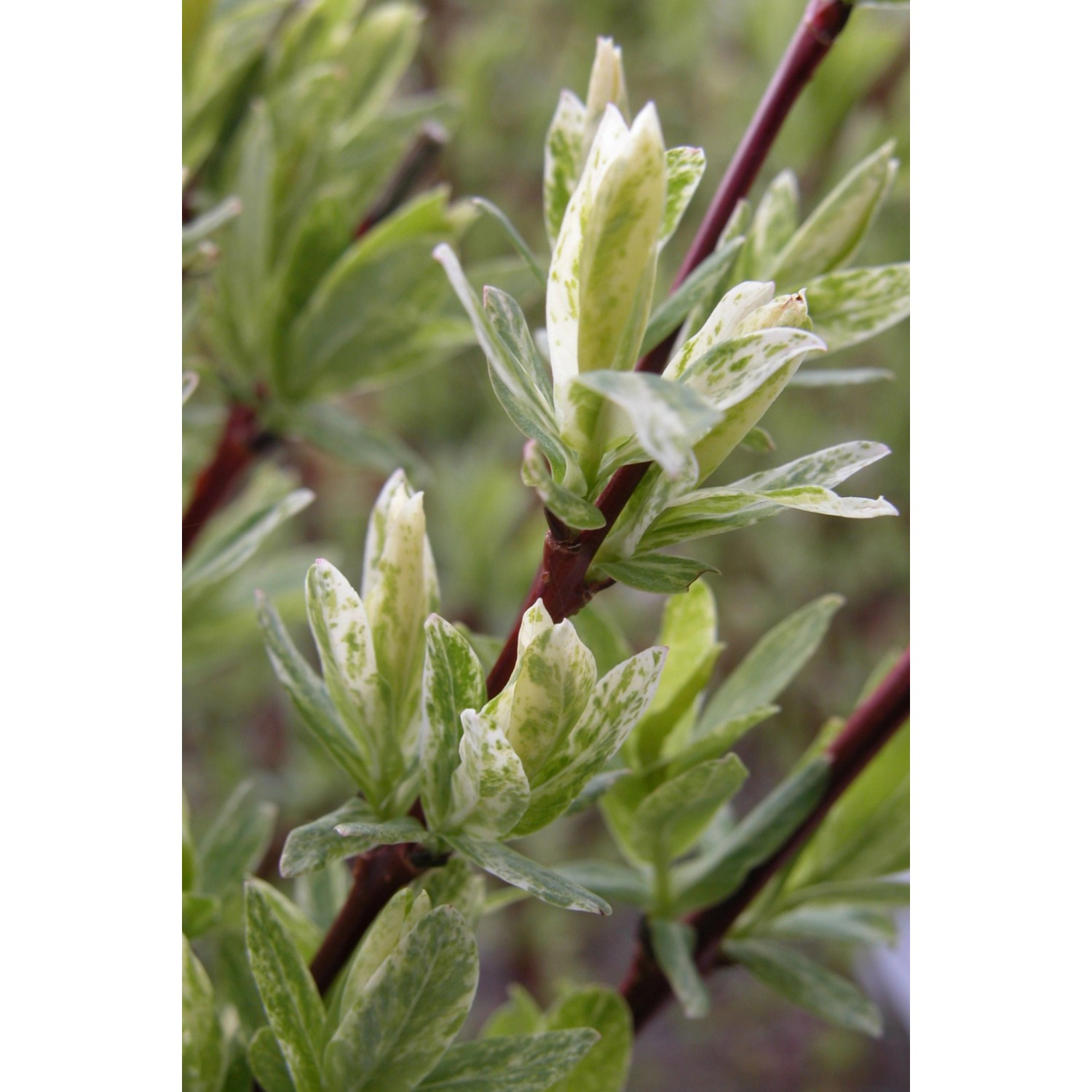 Harlekinweide / Zierweide "Hakuro Neshiki" Grün-Weiss-Rosa 6 l kaufen ...