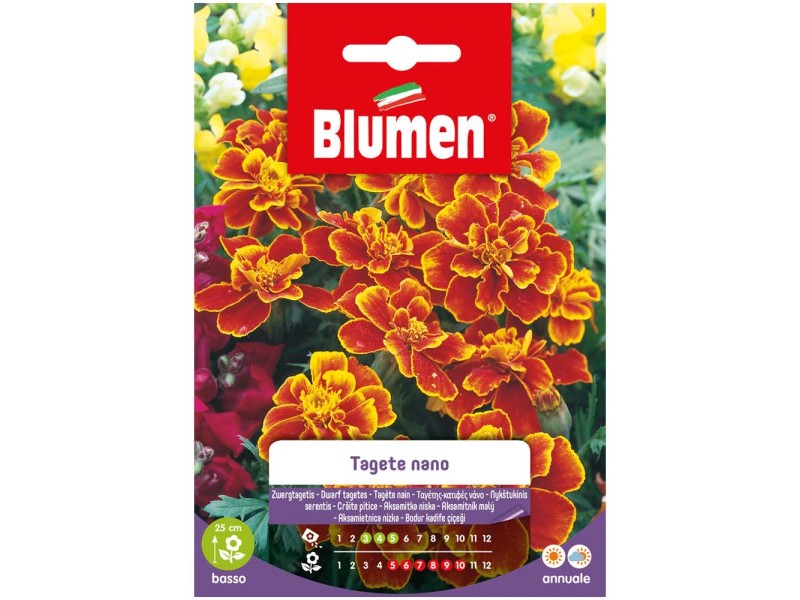 Blumen Zwergtagetes Tagetes patula nana Marietta kaufen bei OBI