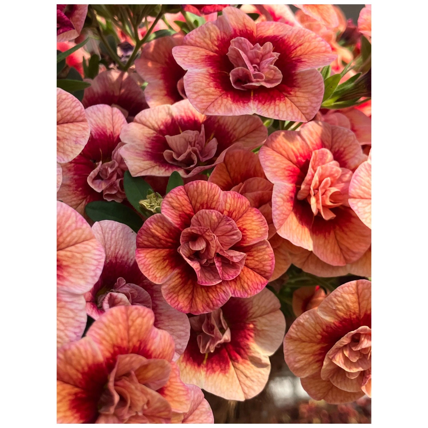 Zauberglöckchen Aloha Double Calibrachoa Hybride Topf Ø 12 cm / 1 Stk.