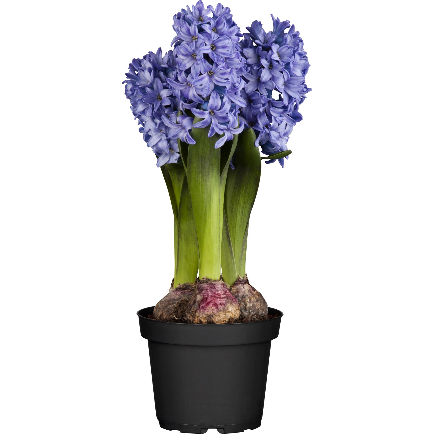 GROW by OBI Hyazinthe Hyacinthus orientalis Topf Ø 12 cm kaufen bei OBI