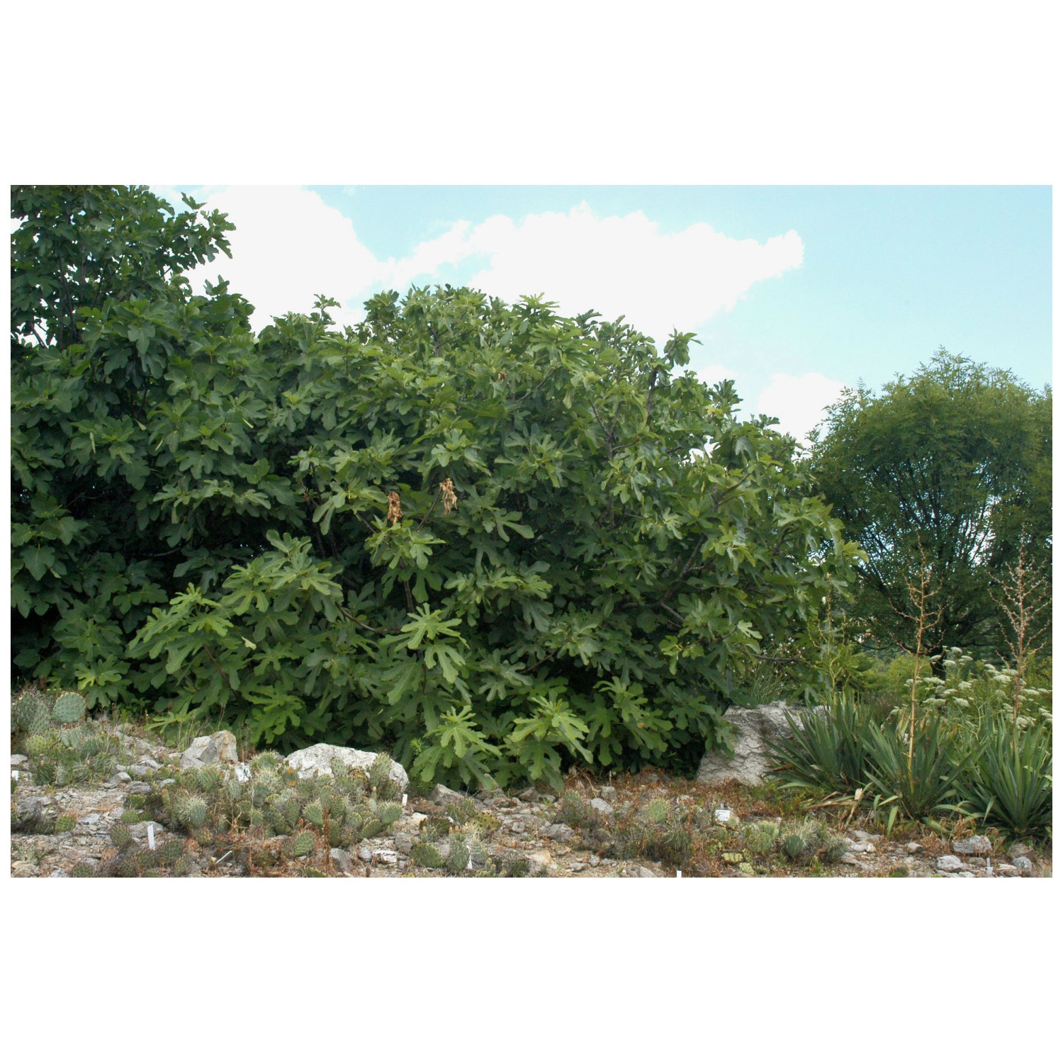 Bio Feigenbaum Desert King Topf Ø 33 cm / Höhe 30 - 60 cm kaufen bei OBI